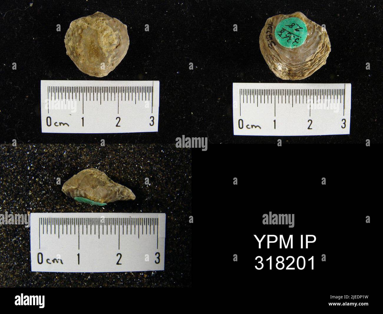 Atrypa hystrix occidentalis hall hi-res stock photography and images ...