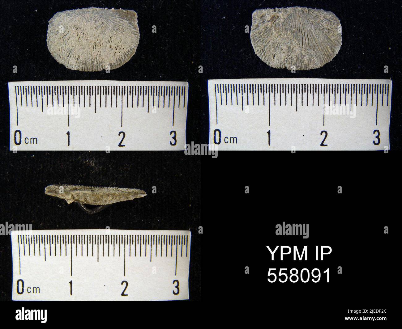 1959 animalia hi-res stock photography and images - Alamy