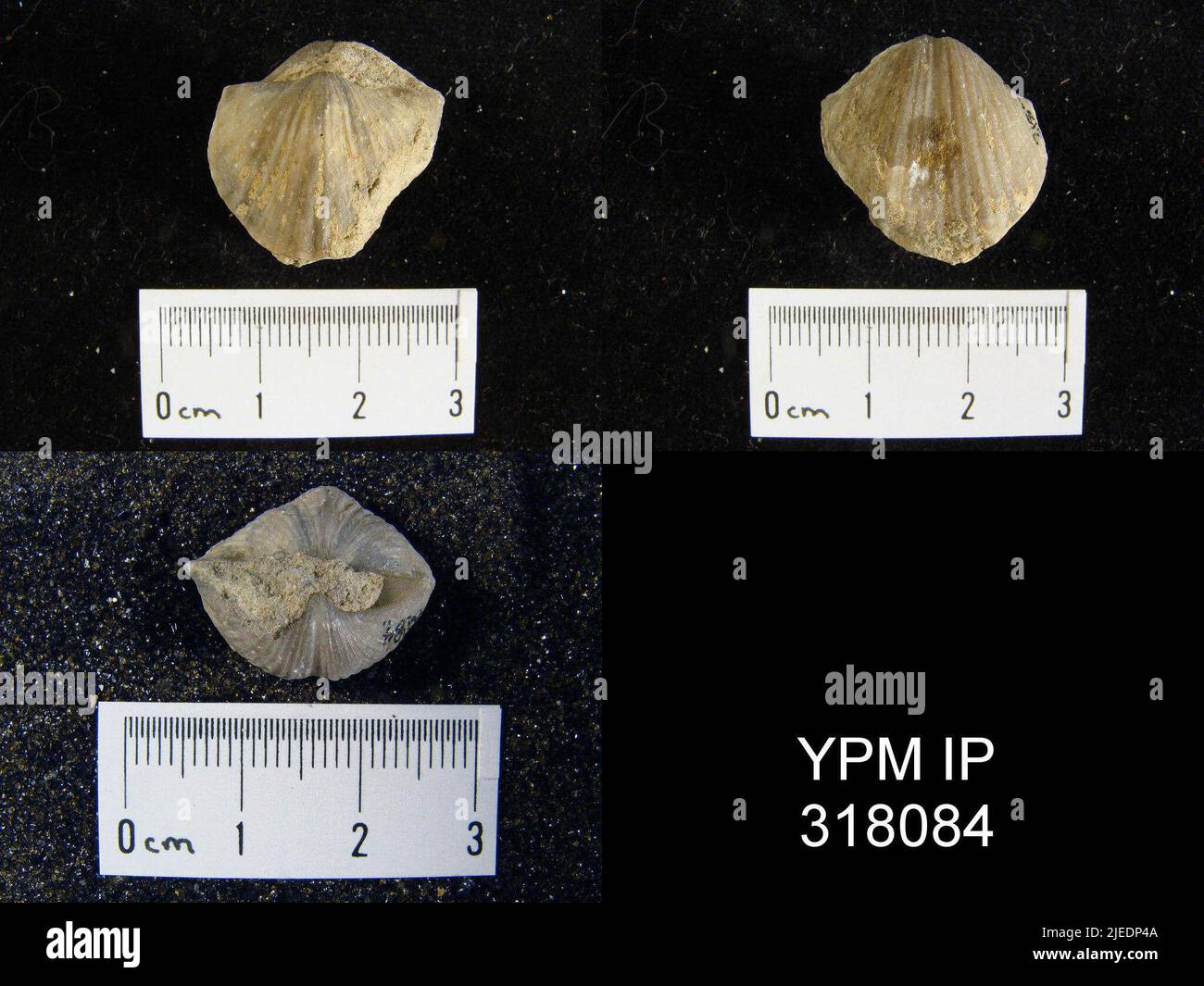 Spirifer orestes Hall & Whitfield Stock Photo - Alamy