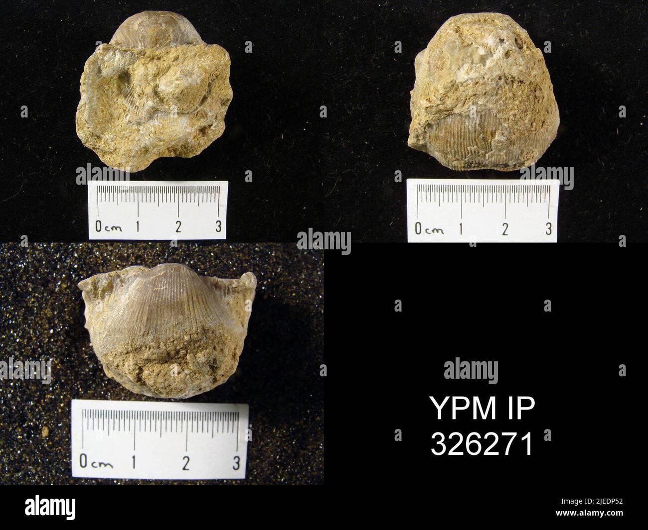 Productus cora d'Orbigny Stock Photo - Alamy