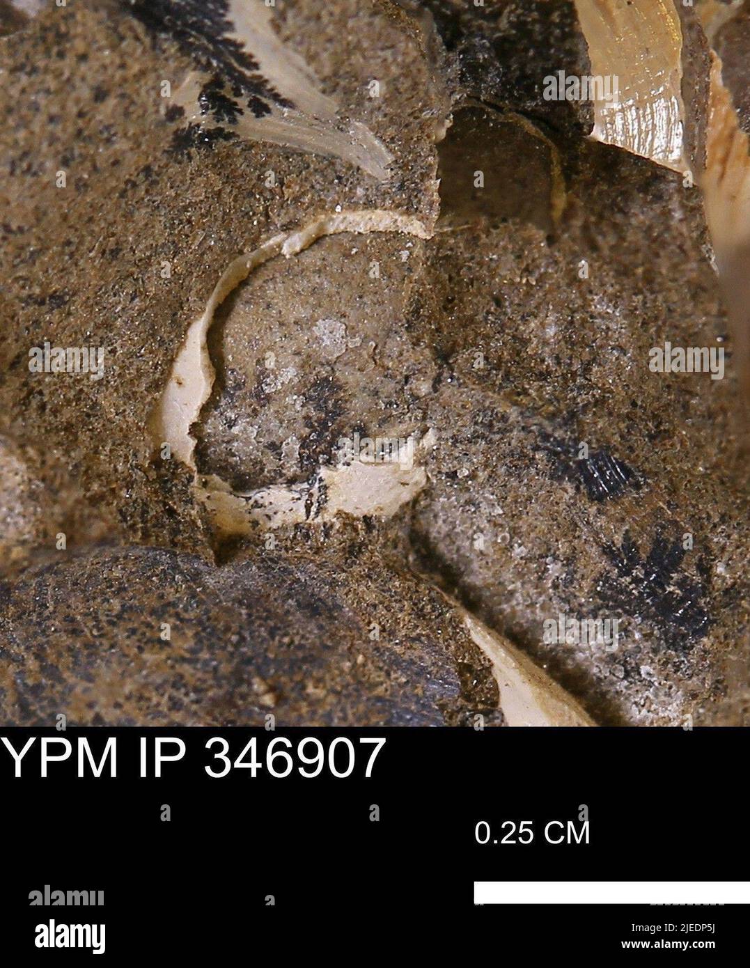 Undet bivalvia animalia hi-res stock photography and images - Alamy