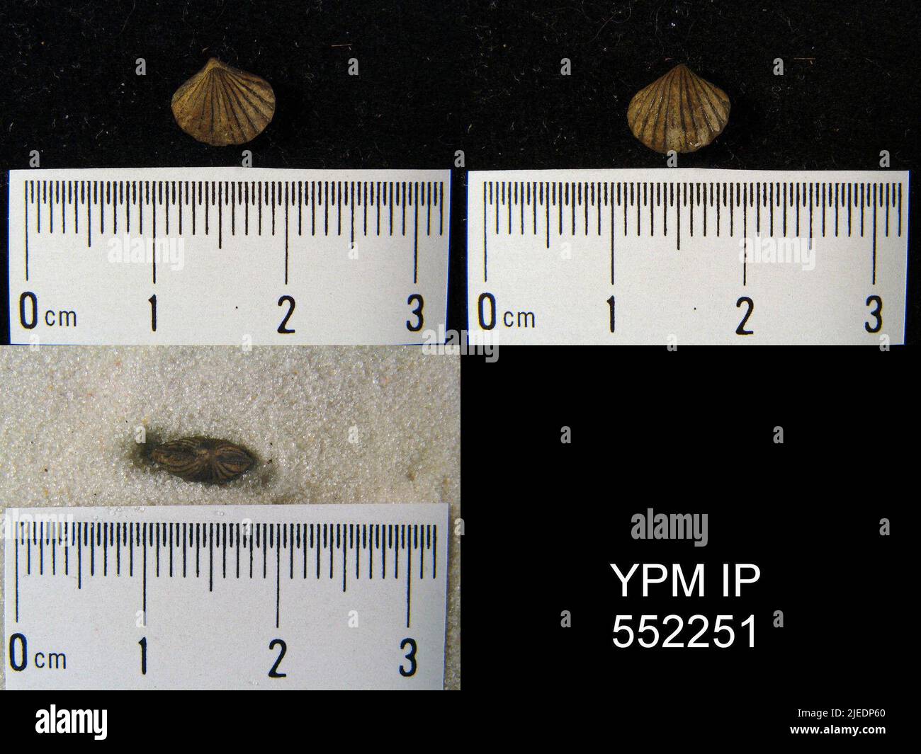 Disparilis hi-res stock photography and images - Alamy