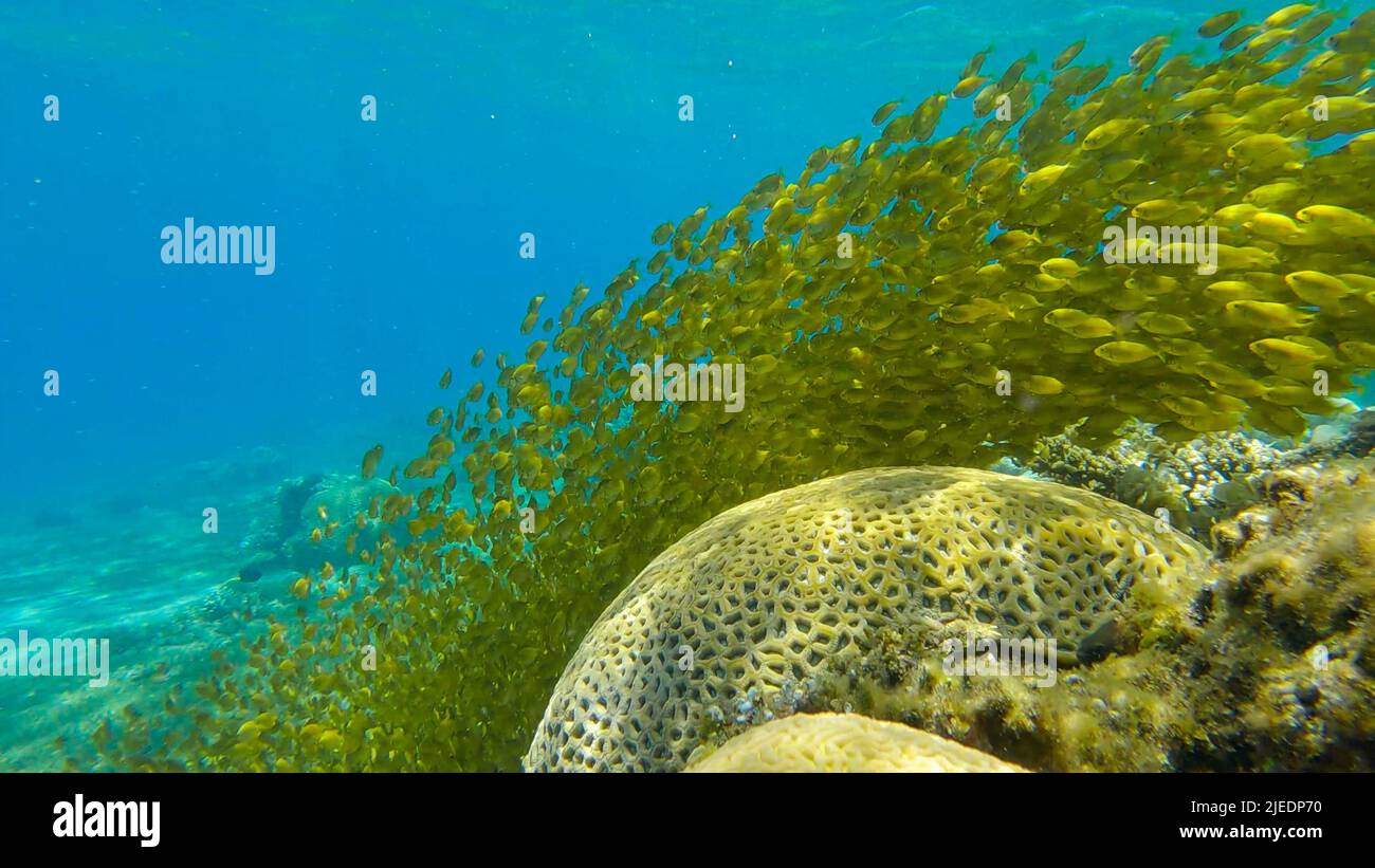 Red Sea, Egypt. 26th June, 2022. Massive school of juvenile Rabbitfish ...
