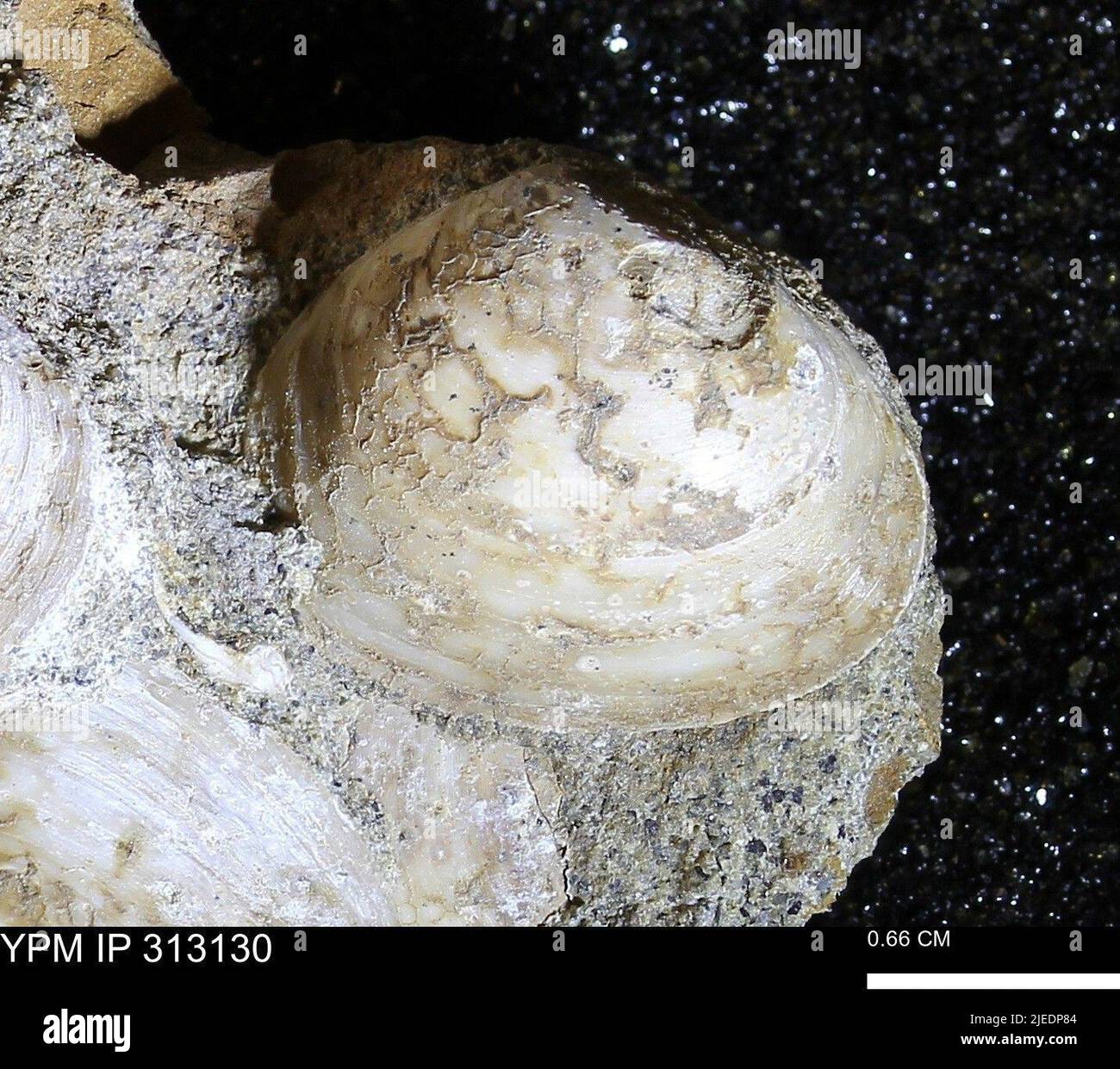 Corbicula sp animalia hi-res stock photography and images - Alamy