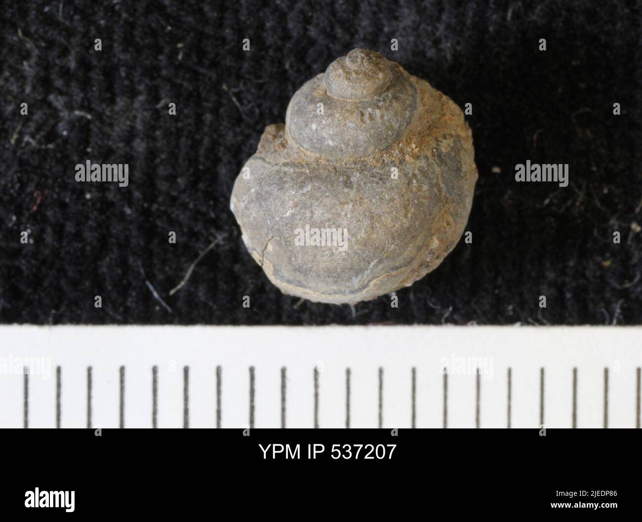 Viviparus montanaensis Stanton Stock Photo - Alamy