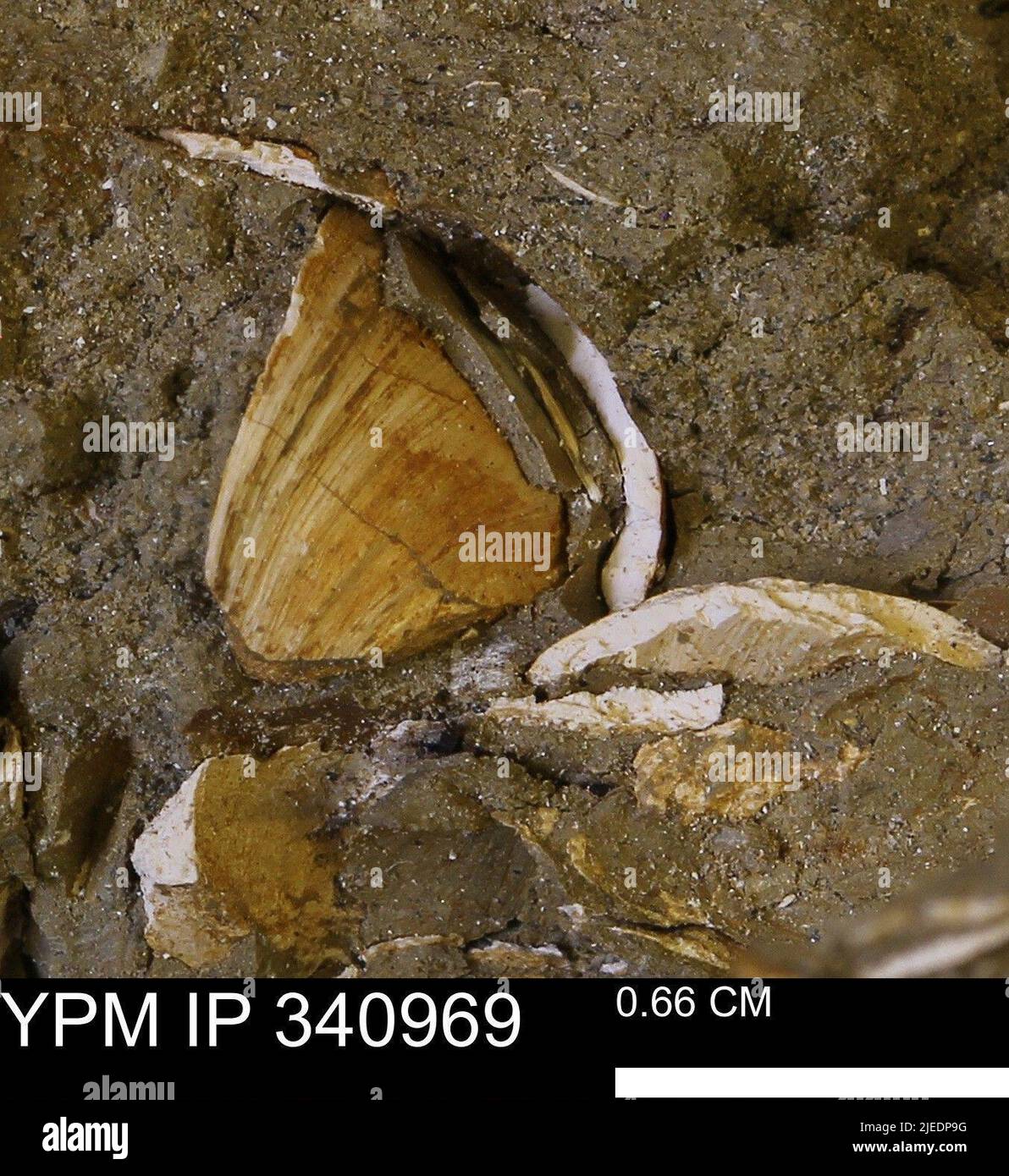 Corbicula sp hi-res stock photography and images - Alamy