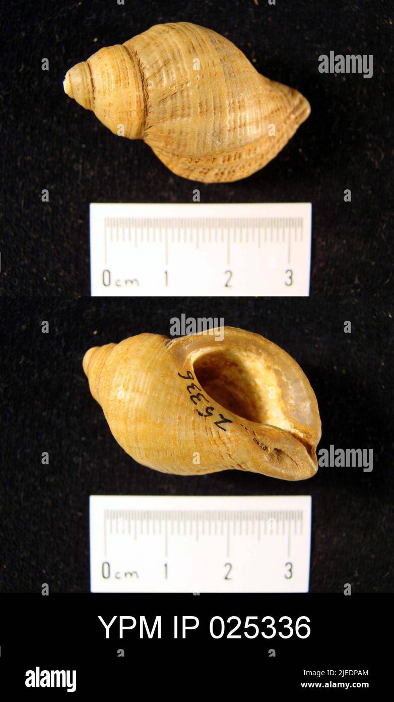 Purfura tetragona animalia hi-res stock photography and images - Alamy