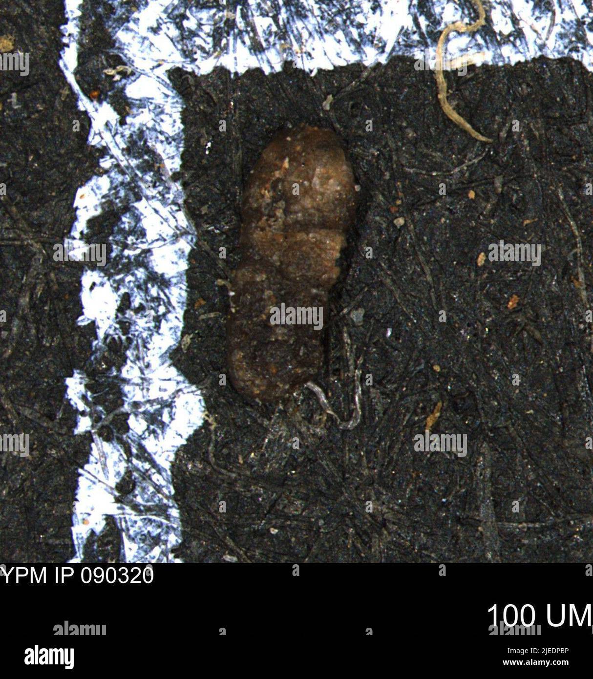 Ammobaculites euides Loeblich & Tappan Stock Photo - Alamy