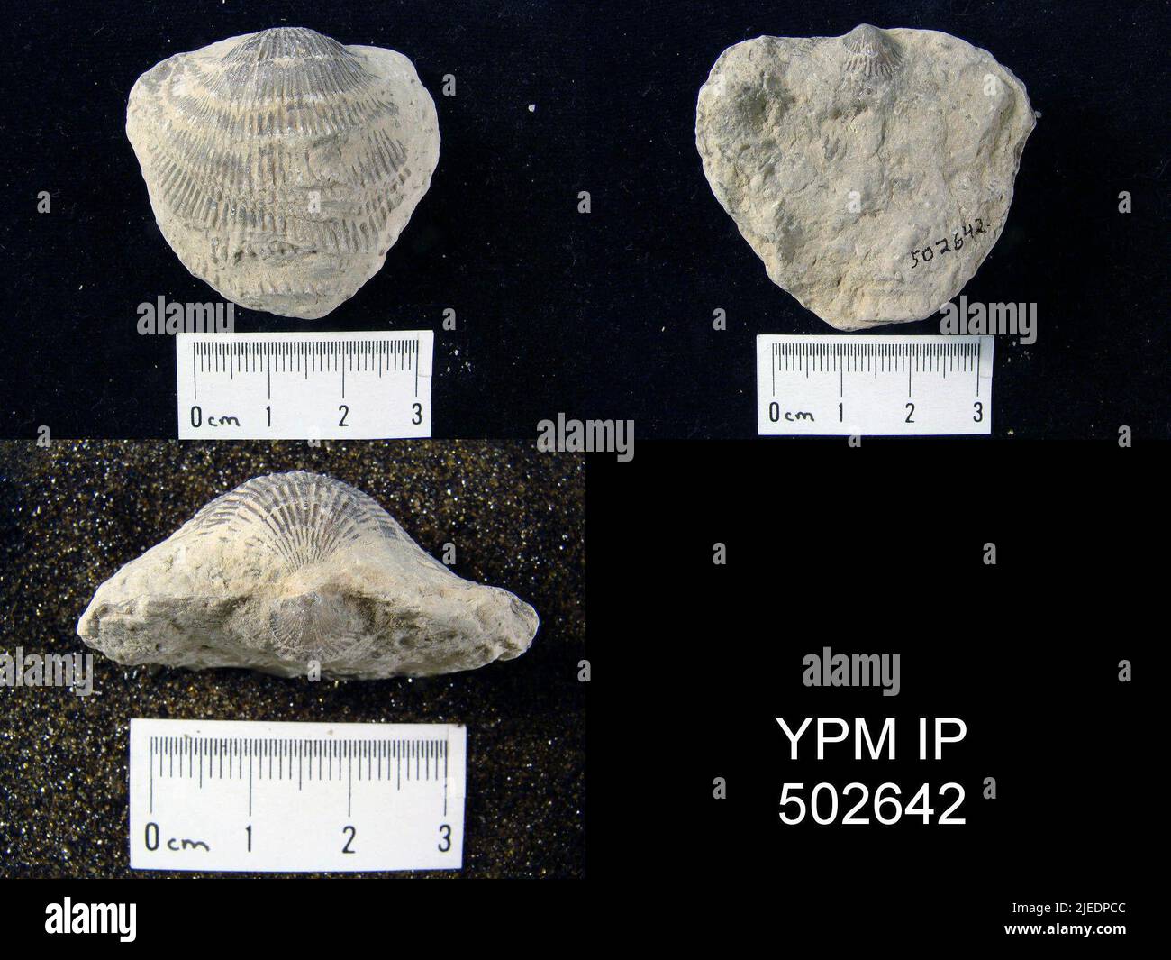 Atrypa sp animalia hi-res stock photography and images - Alamy