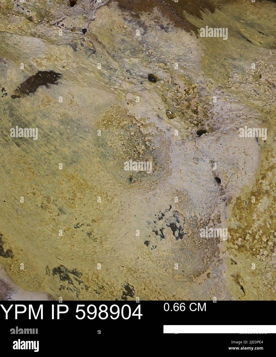 Phylum mollusca classification hi-res stock photography and images - Alamy