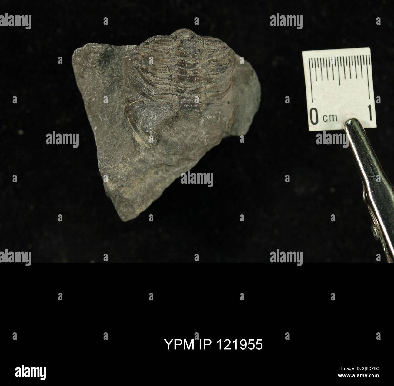 Eldredgeops rana (Green Stock Photo - Alamy