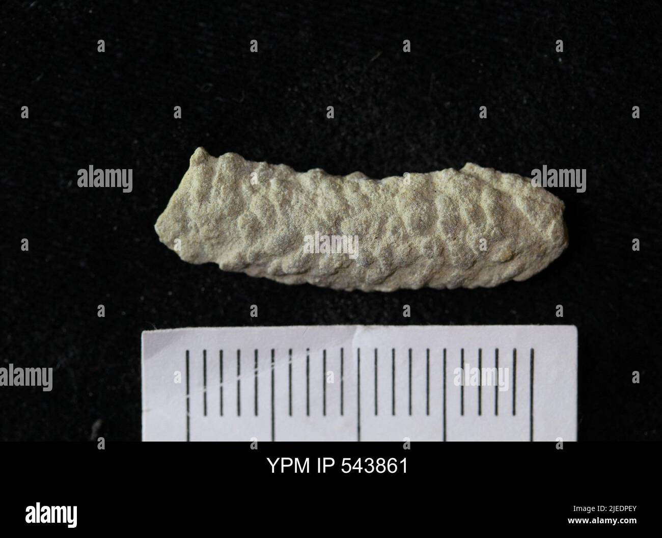 Undet ichnofossil ichnofossil ichnofossils hi-res stock photography and ...