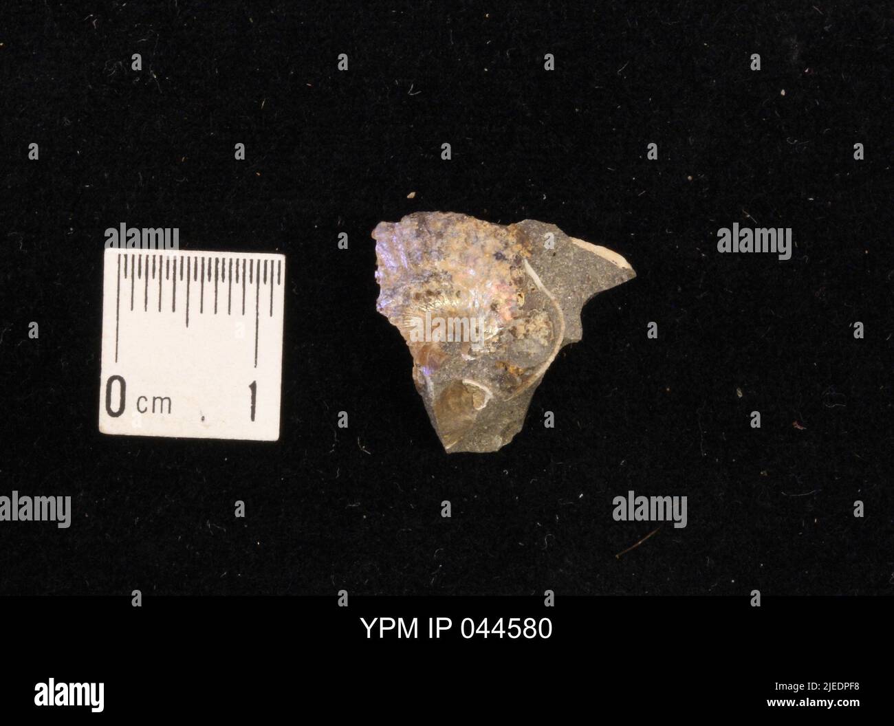 Lenticular fossil hi-res stock photography and images - Alamy