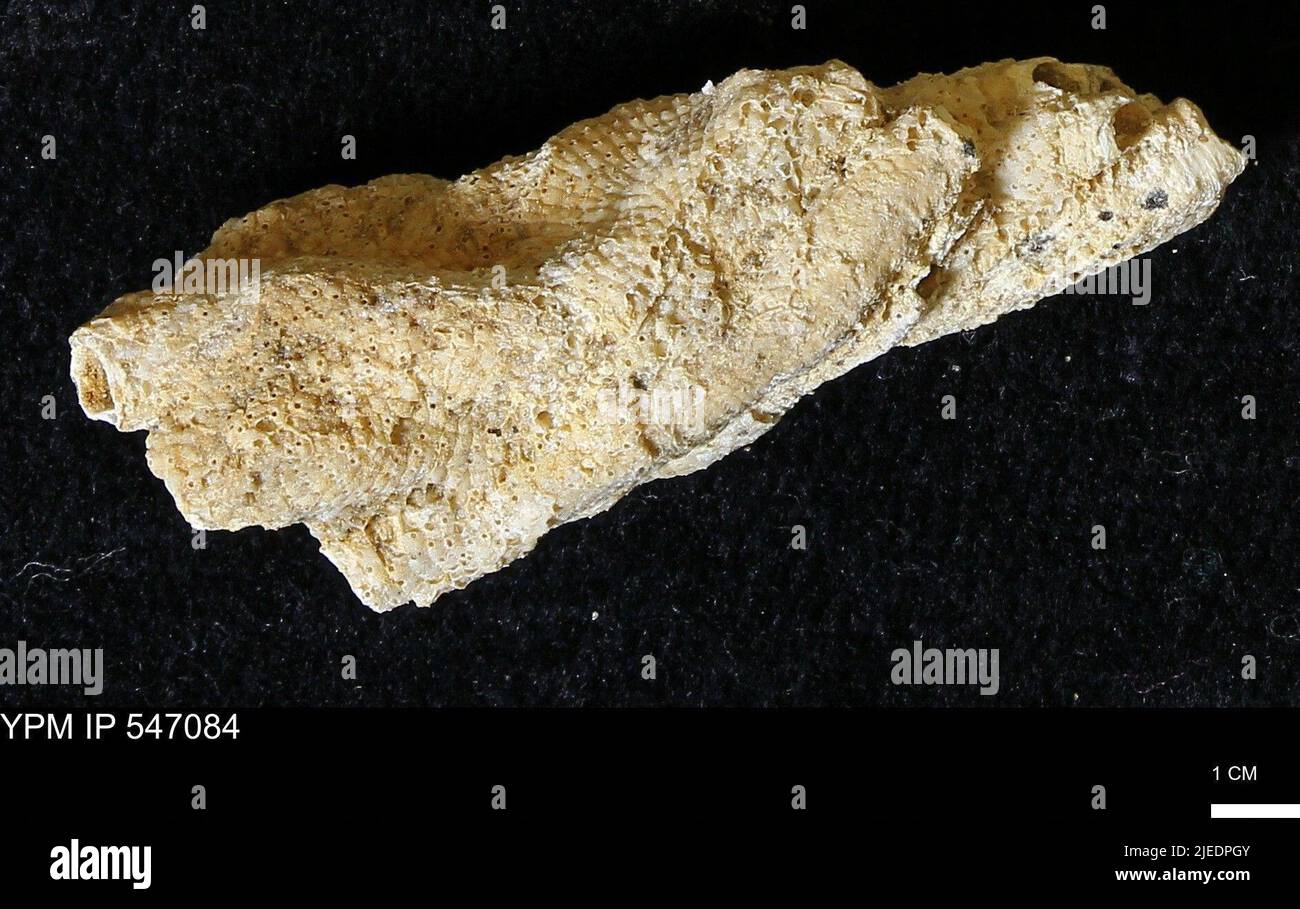 Serpula dianthus Verrill Stock Photo - Alamy