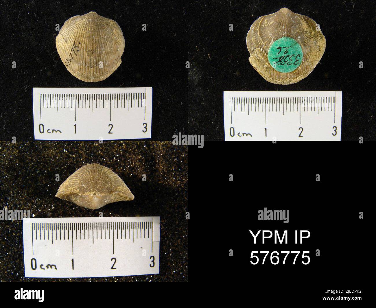 Atrypa reticularis Linnaeus, 1767 Stock Photo - Alamy