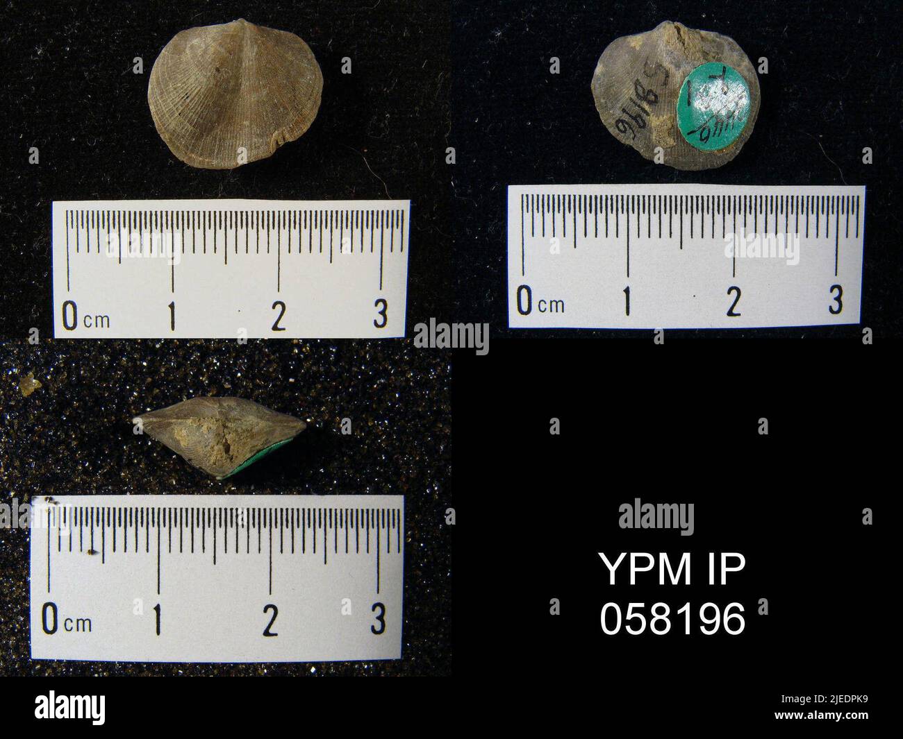 Dalmanella perelegans hall hi-res stock photography and images - Alamy