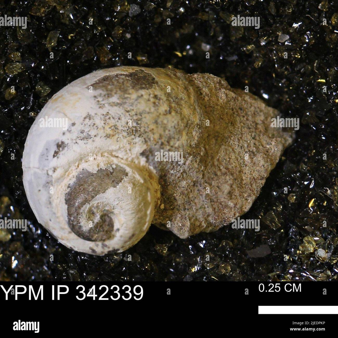 Euspira sp animalia hi-res stock photography and images - Alamy