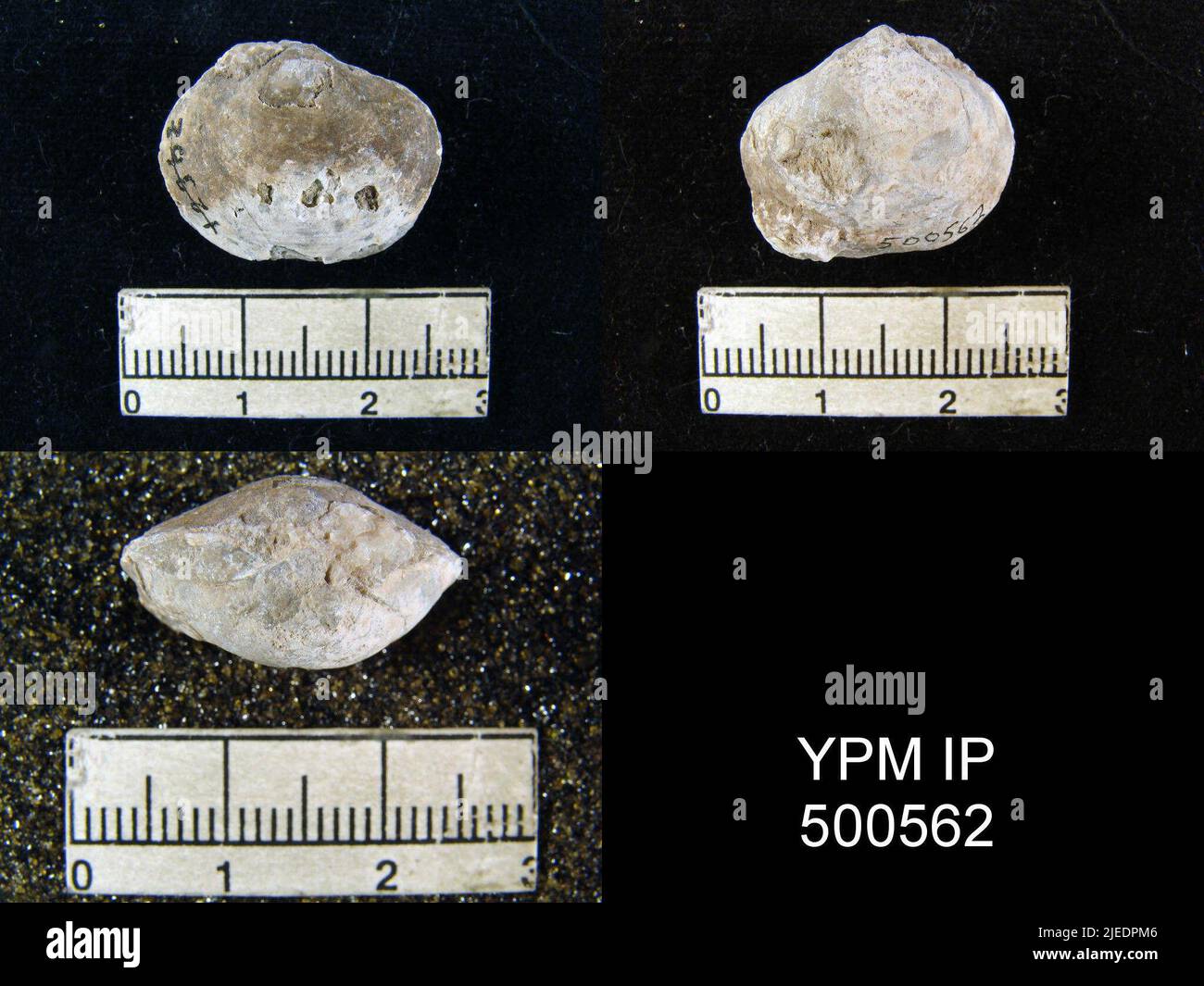 Squamularia guadalupensis (Shumard Stock Photo - Alamy