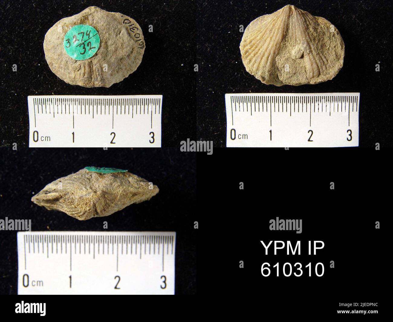 Atrypa hi-res stock photography and images - Alamy