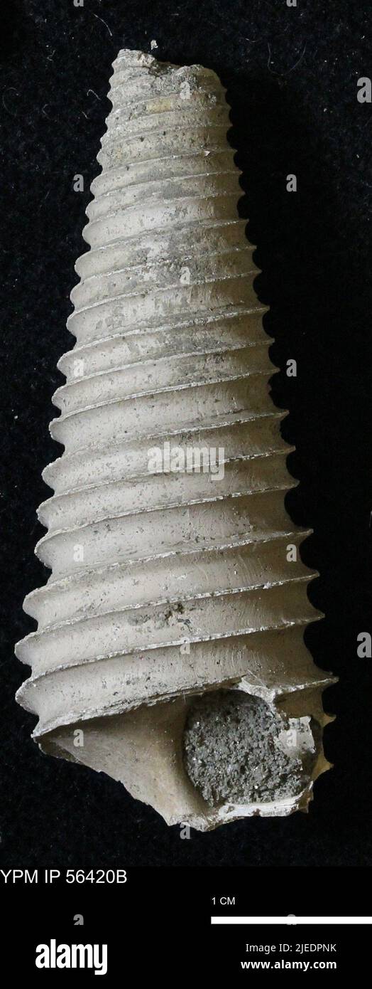 Turritella trilira animalia hi-res stock photography and images - Alamy