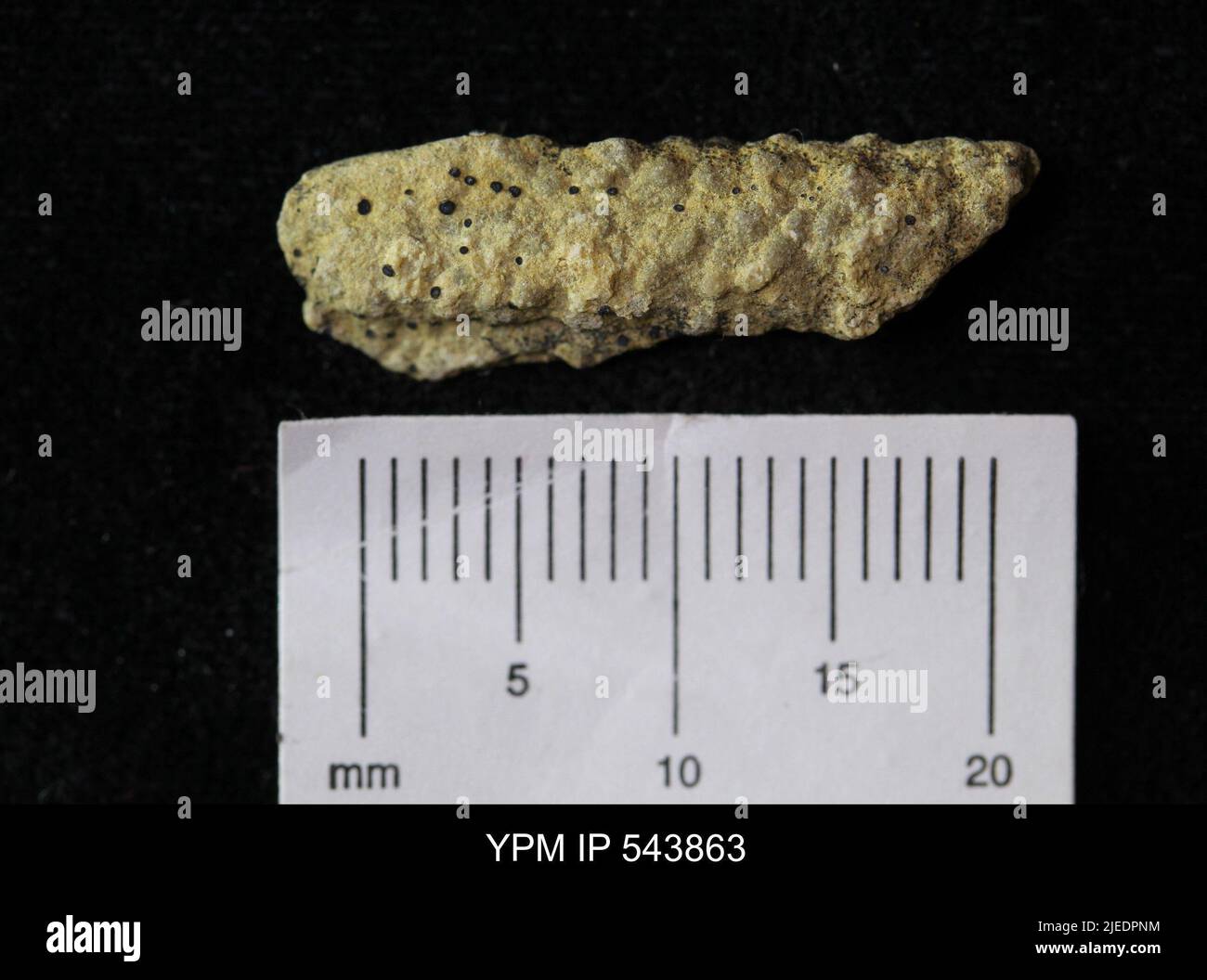 Ichnofossils hi-res stock photography and images - Alamy