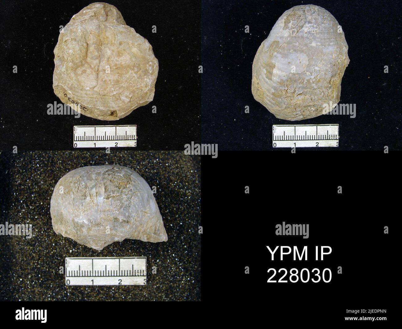 Echinoconchus semipunctatus knighti Stock Photo - Alamy