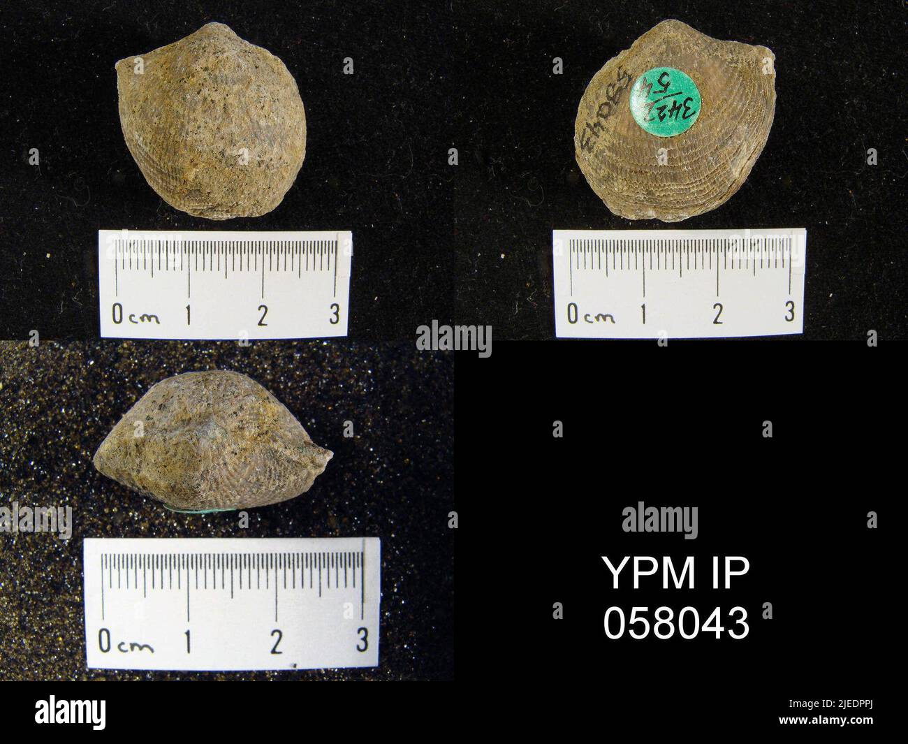 1767 animalia hi-res stock photography and images - Alamy