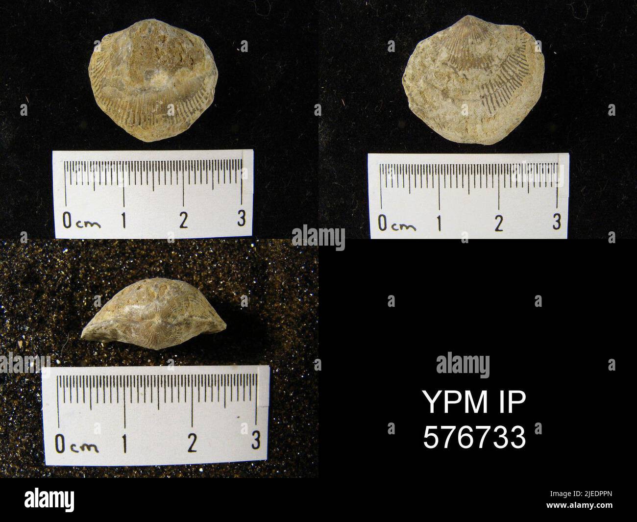 Atrypa sp animalia hi-res stock photography and images - Alamy