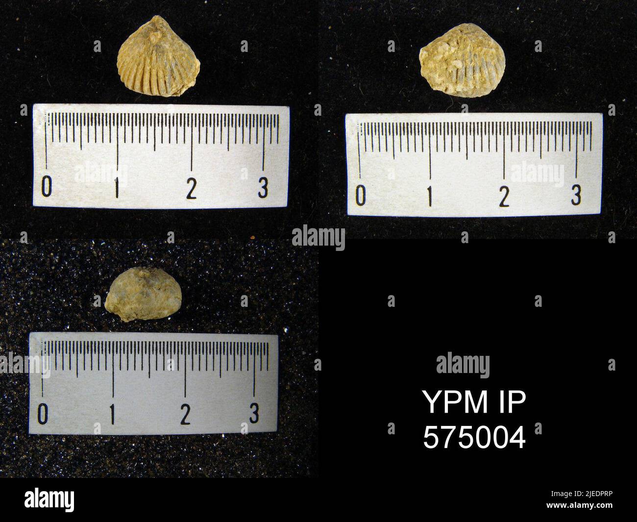 Rhynchonellida hi-res stock photography and images - Alamy