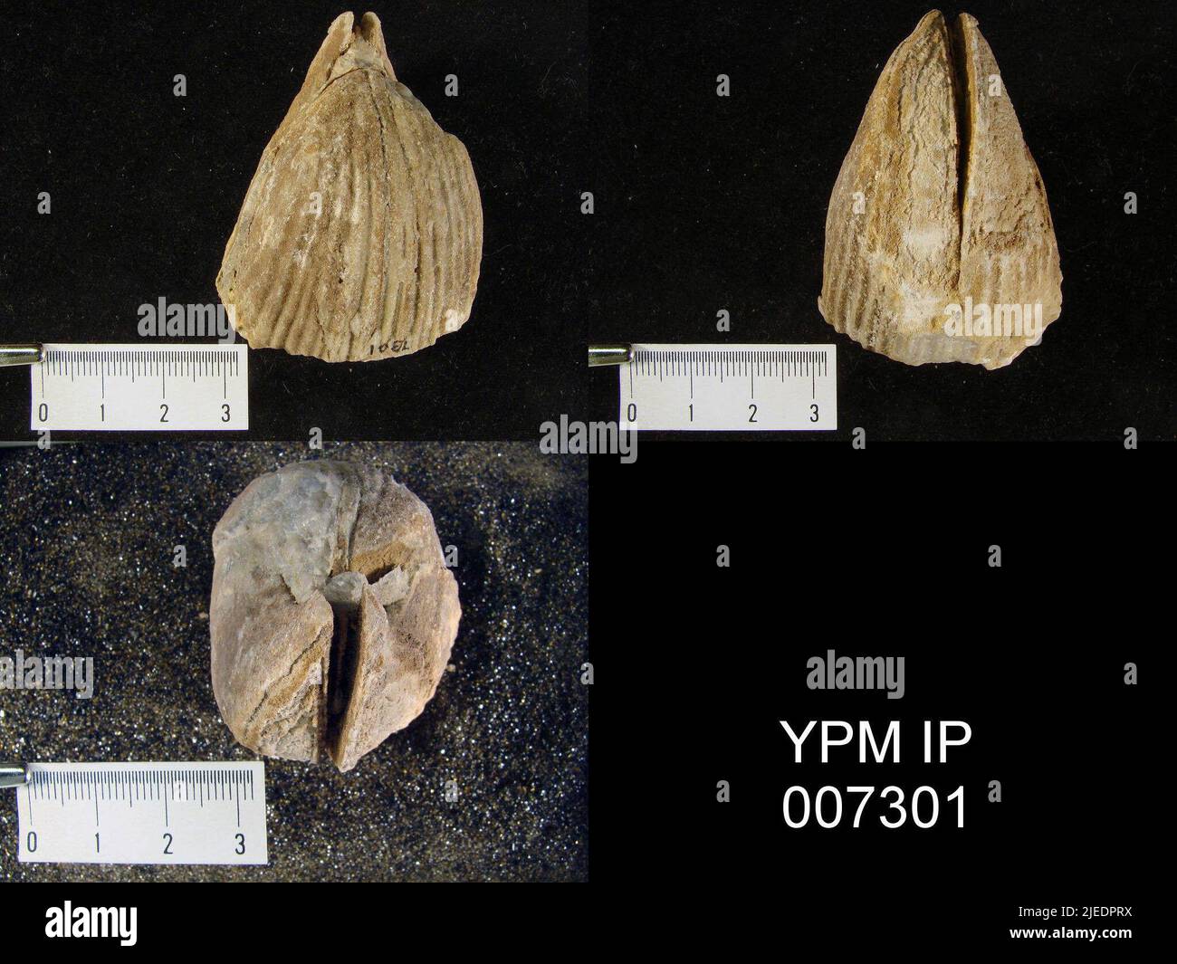 Conchidium laqueatum (Conrad, 1855 Stock Photo - Alamy