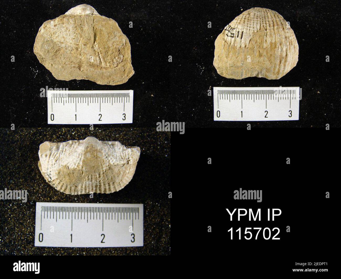 Dictyoclostus sp animalia hi-res stock photography and images - Alamy