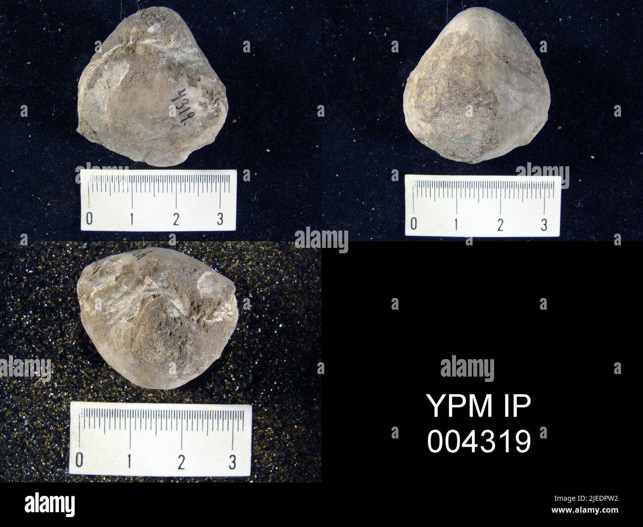 Lobus hi-res stock photography and images - Alamy