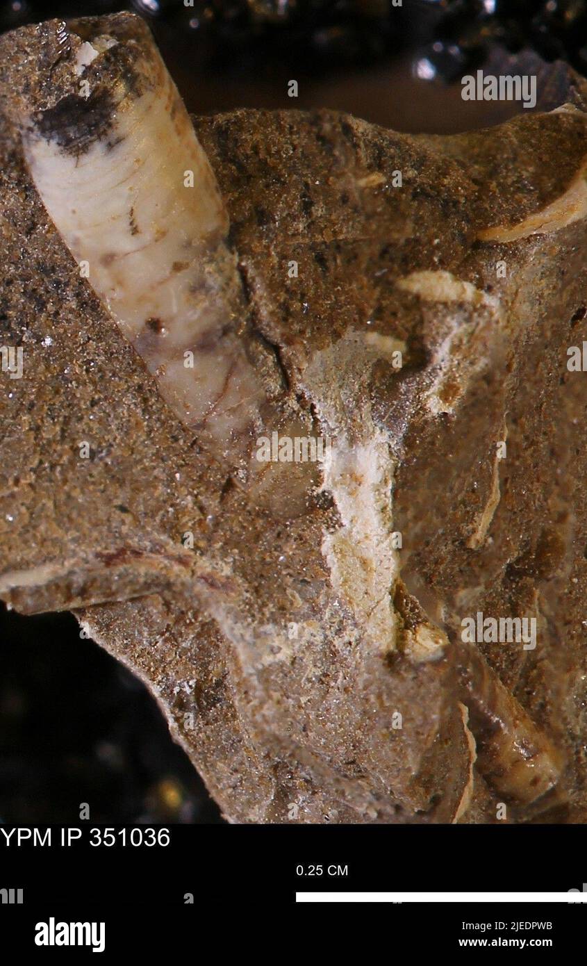 Scaphopoda tusk shells hi-res stock photography and images - Alamy