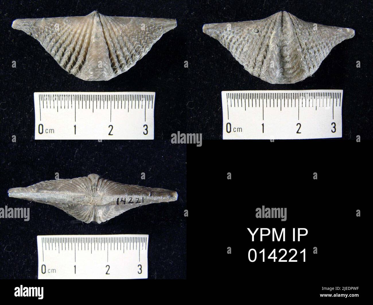 Mucrospirifer mucronatus prolificum (Stewart, 1927 Stock Photo - Alamy