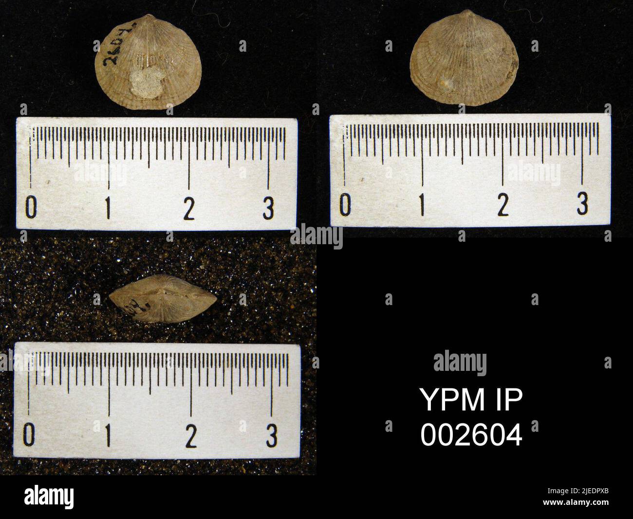 Orthis hi-res stock photography and images - Alamy