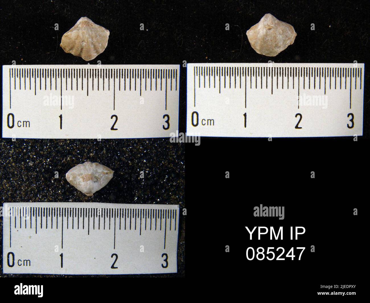 Crispella hi-res stock photography and images - Alamy