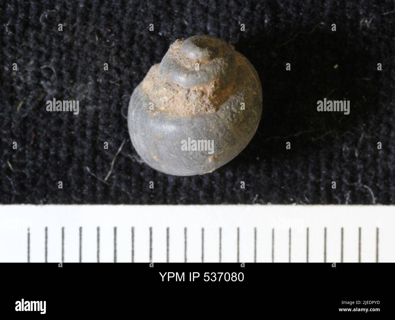 Viviparus montanaensis stanton hi-res stock photography and images - Alamy