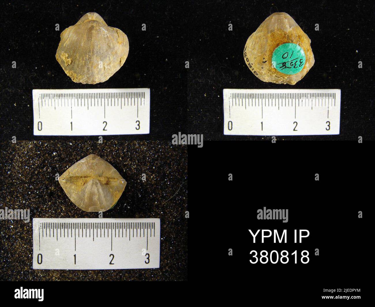 Spirifer orestes Hall & Whitfield Stock Photo - Alamy