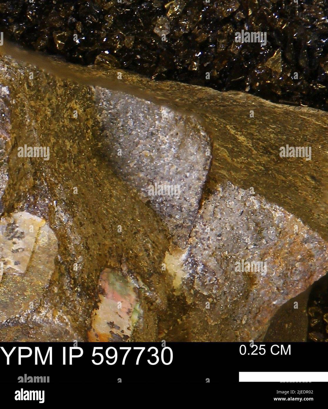 Sphenodiscus sp hi-res stock photography and images - Alamy