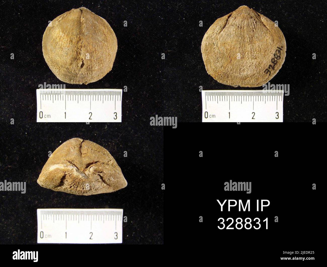 Atrypa sp animalia hi-res stock photography and images - Alamy