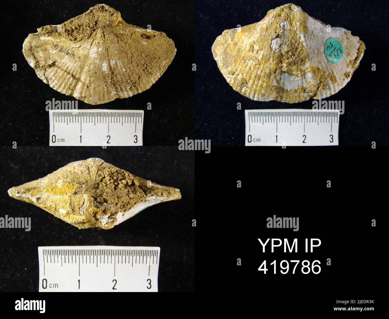 Spirifer sp hi-res stock photography and images - Alamy