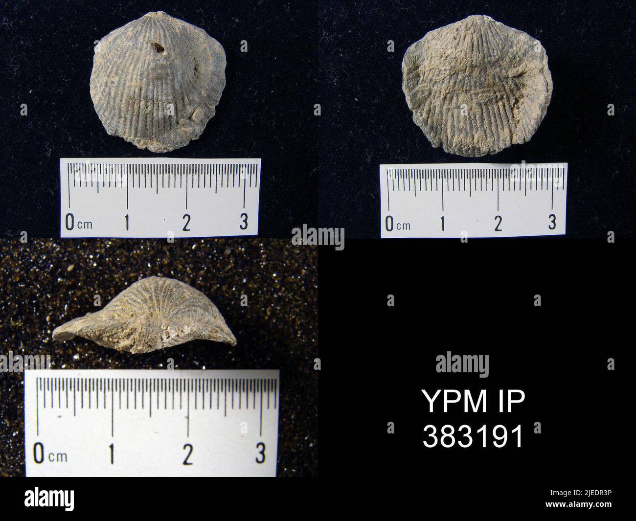 Atrypa reticularis linnaeus hi-res stock photography and images - Alamy