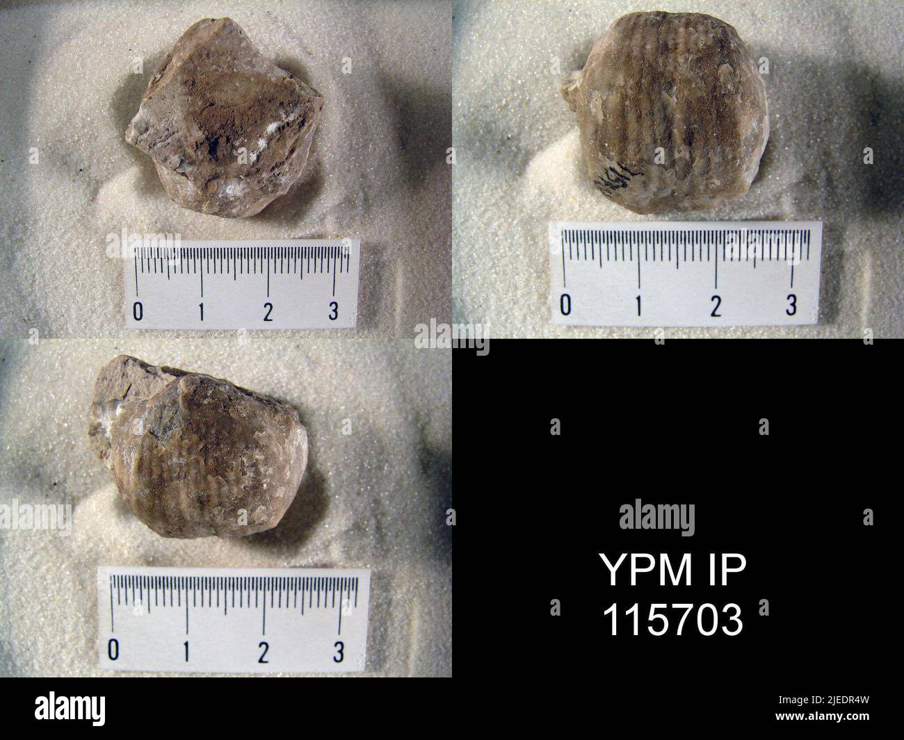 Dictyoclostus sp animalia hi-res stock photography and images - Alamy