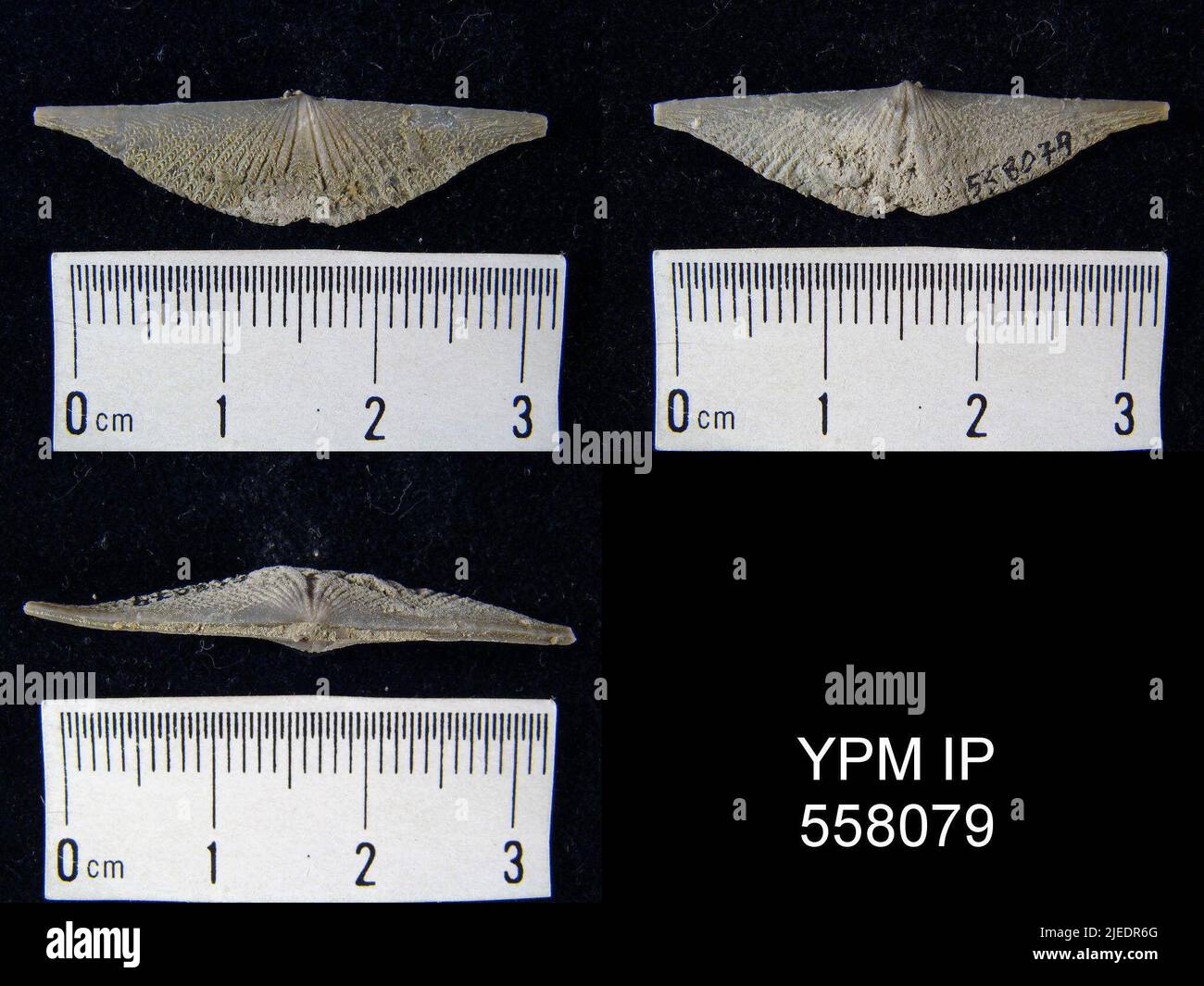 1910 animalia hi-res stock photography and images - Alamy