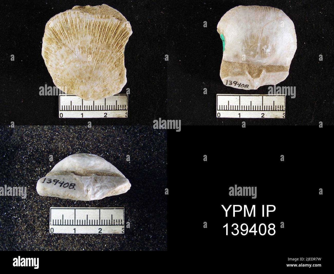 Hemisphaerica hi-res stock photography and images - Alamy