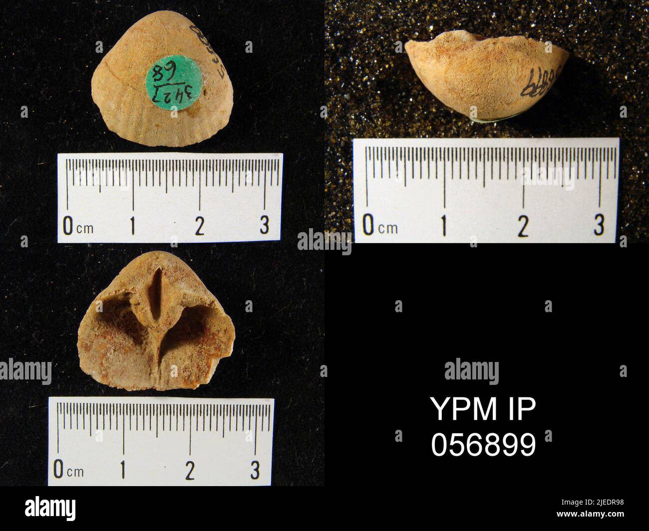 Gypidula hi-res stock photography and images - Alamy