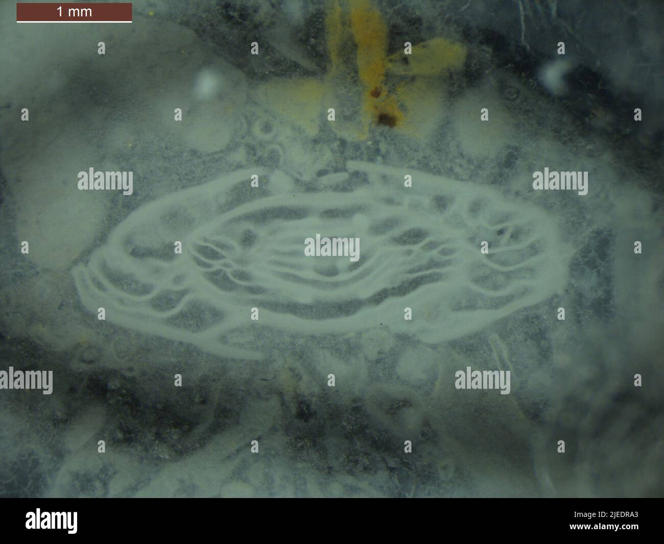 Triticites nealensis ross hi-res stock photography and images - Alamy