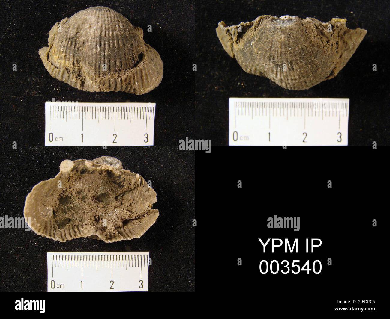 Productus brachiopod fossil hi-res stock photography and images - Alamy
