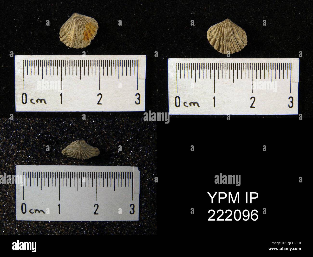 Trematospira camura hall hi-res stock photography and images - Alamy