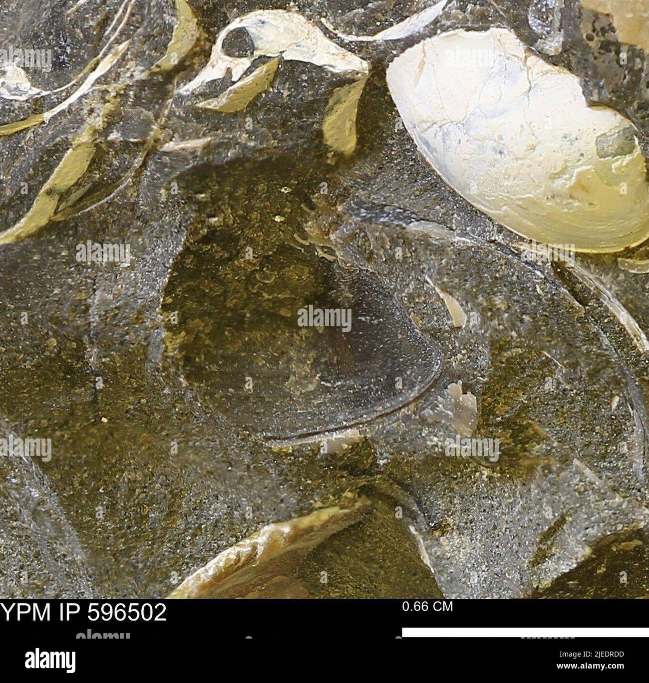 Freshwater bivalves hi-res stock photography and images - Alamy